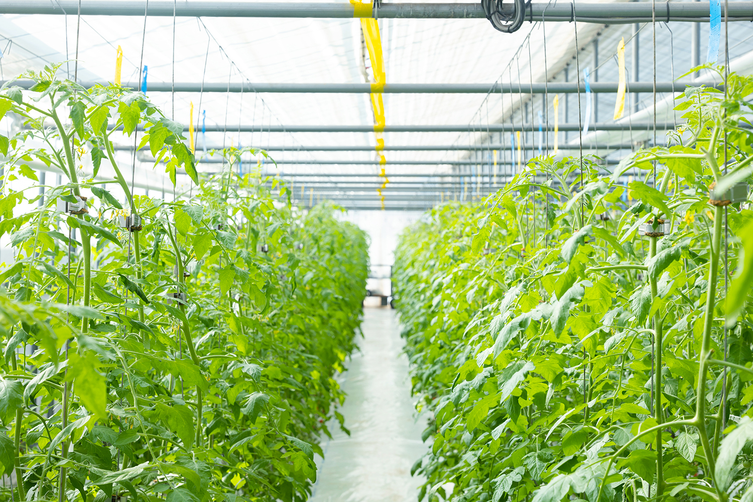 BABA FARMについて｜BABA FARM